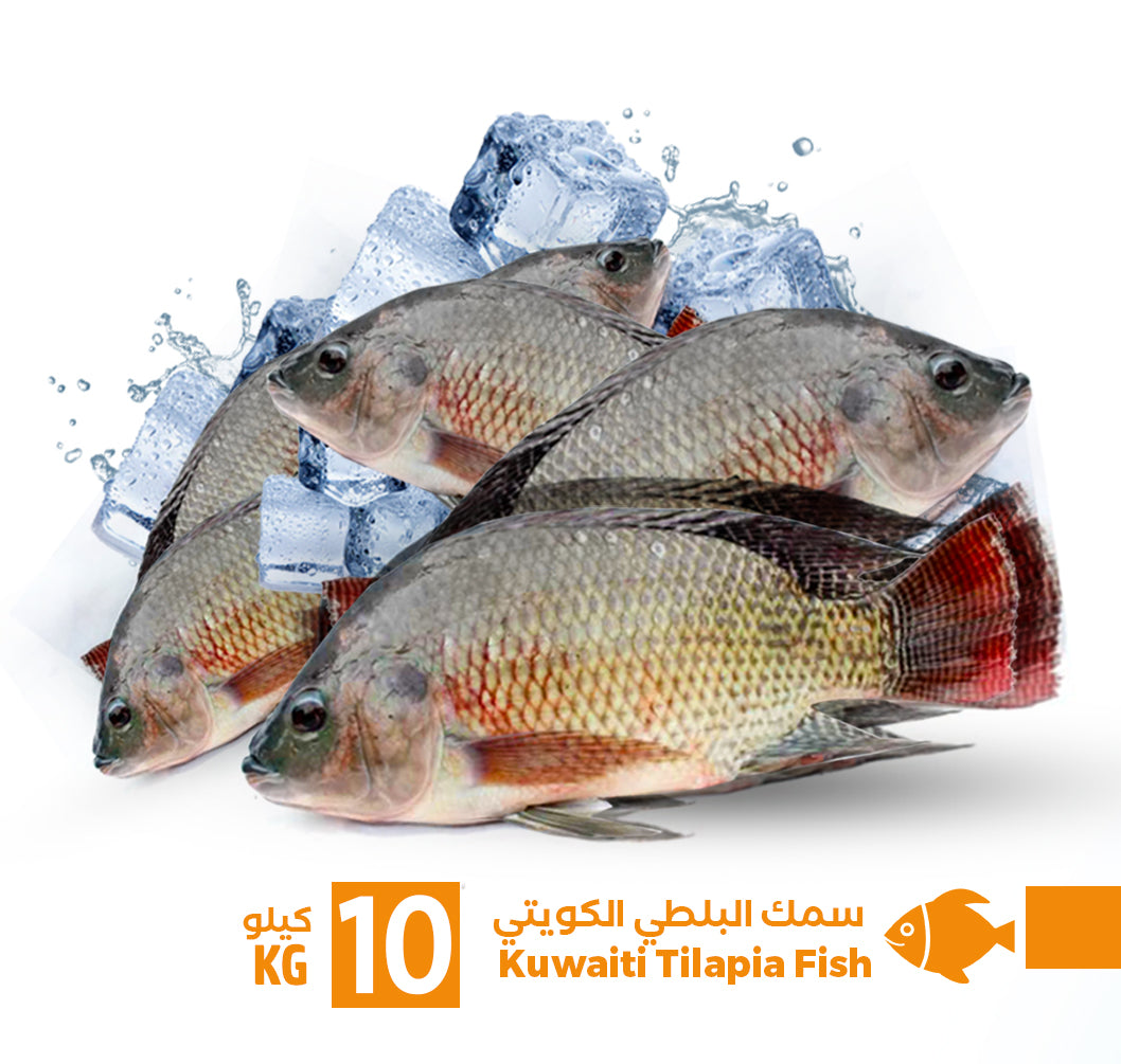 Kuwaiti tilapia fish 10 kg