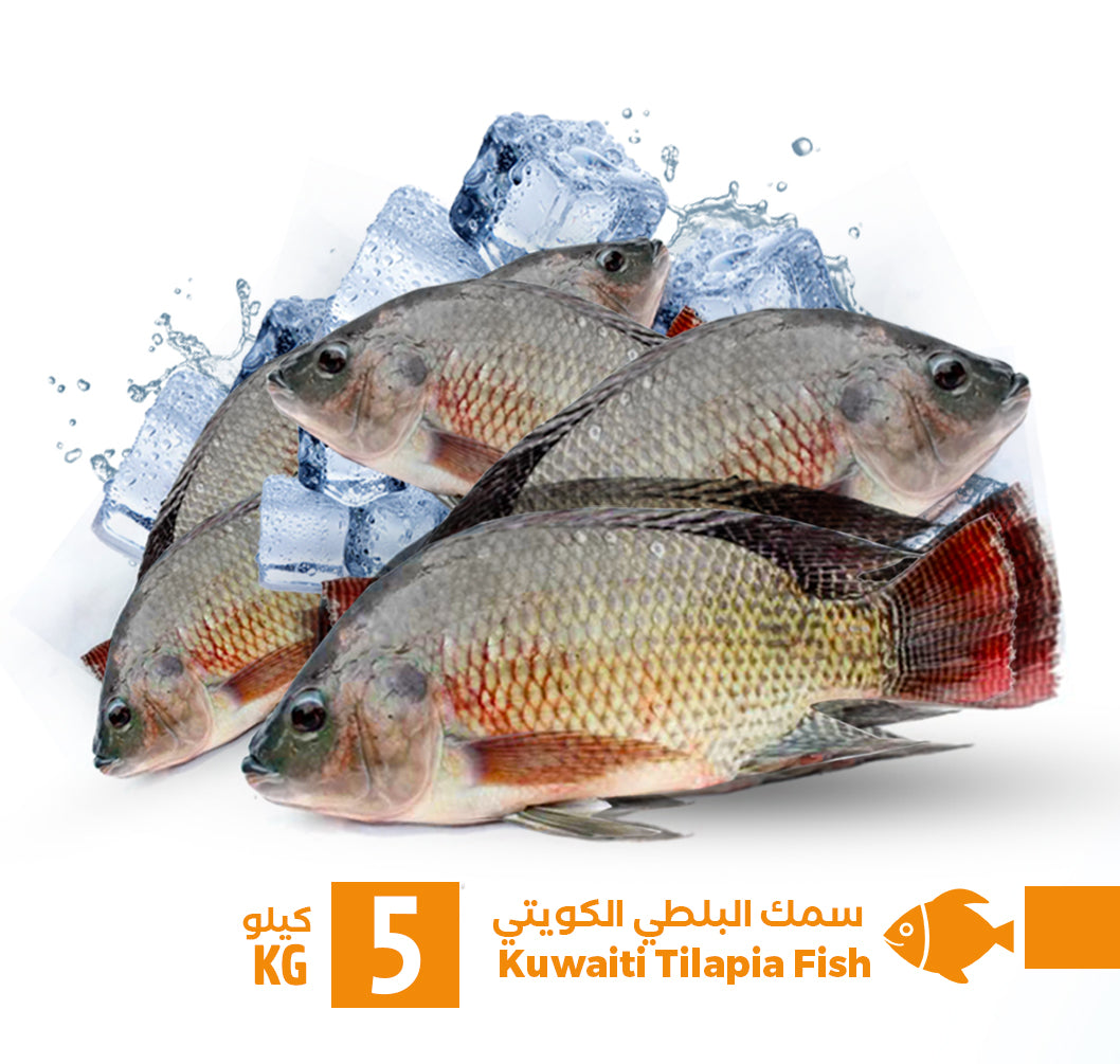 Kuwaiti tilapia fish 5 kg